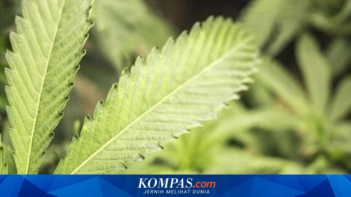 13 Bibit Ganja yang Disita dari Mahasiswa di Ende Dikirim ke Balai POM ...