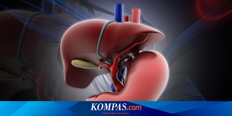 Fungsi Hati dan Cara Menjaga Kesehatannya