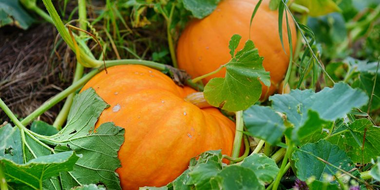 5 Langkah Menanam Labu Kuning