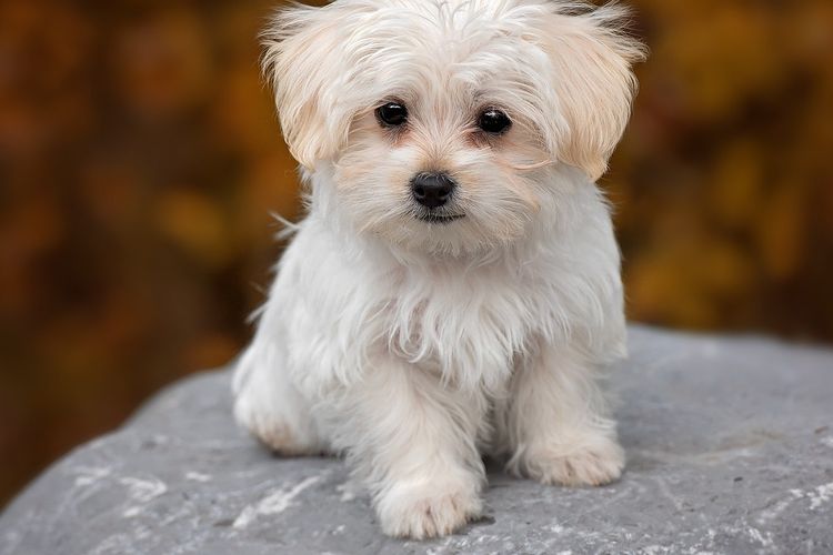 8 Fakta Menarik Anjing Maltese, Dicintai Bangsawan dan Hewan Terkaya