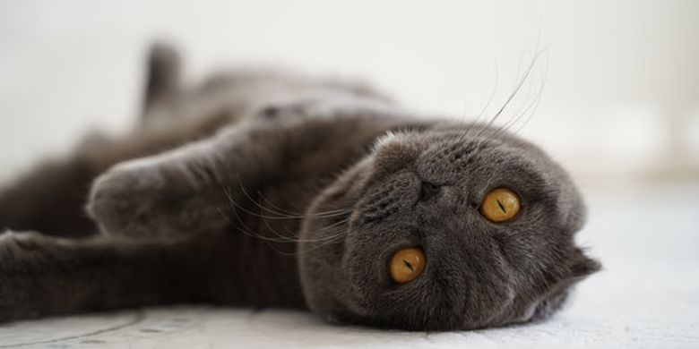 Ingin Hidup Lebih Tenang? Ini 5 Ras Kucing yang Jarang Mengeong