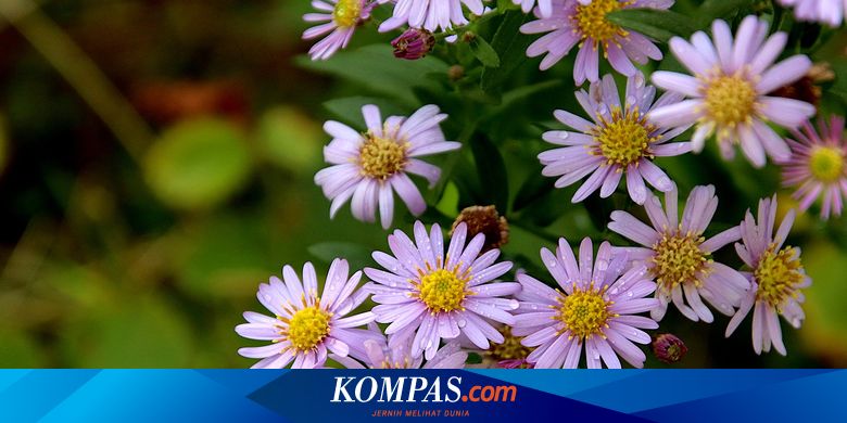 4 Cara Merawat Bunga Aster agar Tumbuh Subur dan Rajin Berbunga