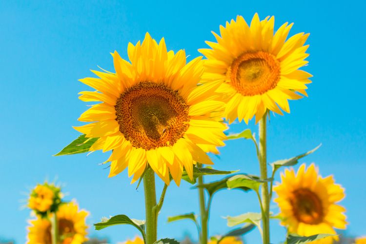 Cara Menanam dan Merawat Bunga Matahari di Tanah dan Pot