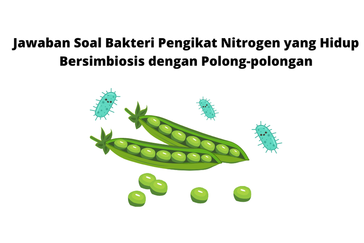 Jawaban Soal Bakteri Pengikat Nitrogen yang Hidup Bersimbiosis dengan ...