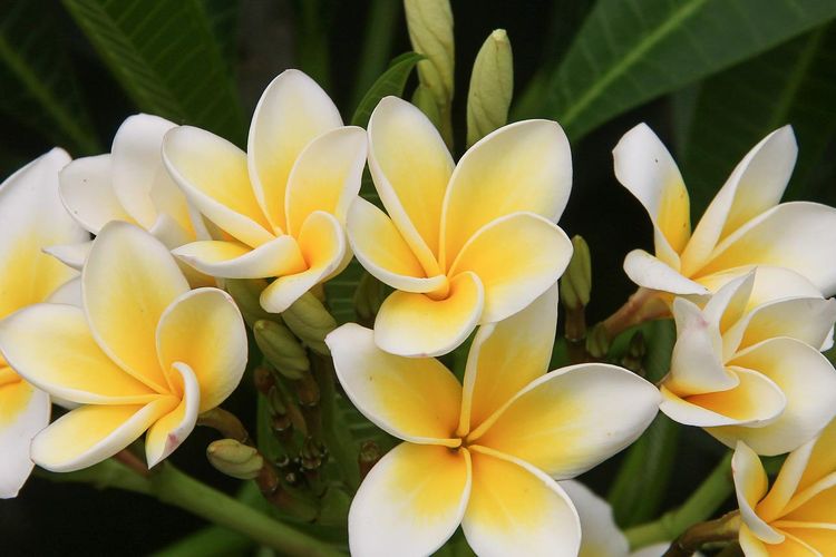 Cara Menanam Bunga Kamboja, Bisa Mempercantik Taman