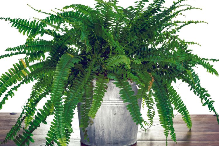 7 Jenis Pakis yang Bisa Tumbuh Subur di Dalam Ruangan