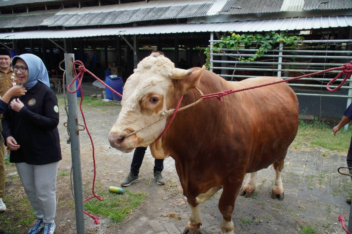 Mengenal "Si Gemoy", Sapi Kurban Prabowo di Lumajang