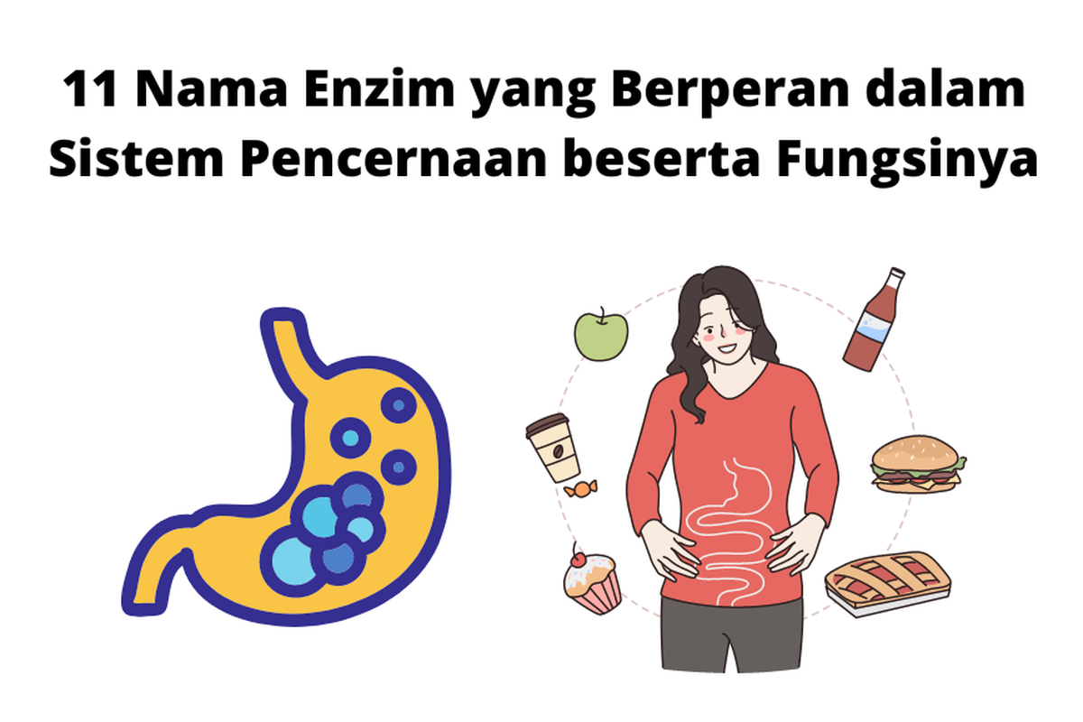 11 Nama Enzim yang Berperan dalam Sistem Pencernaan beserta Fungsinya