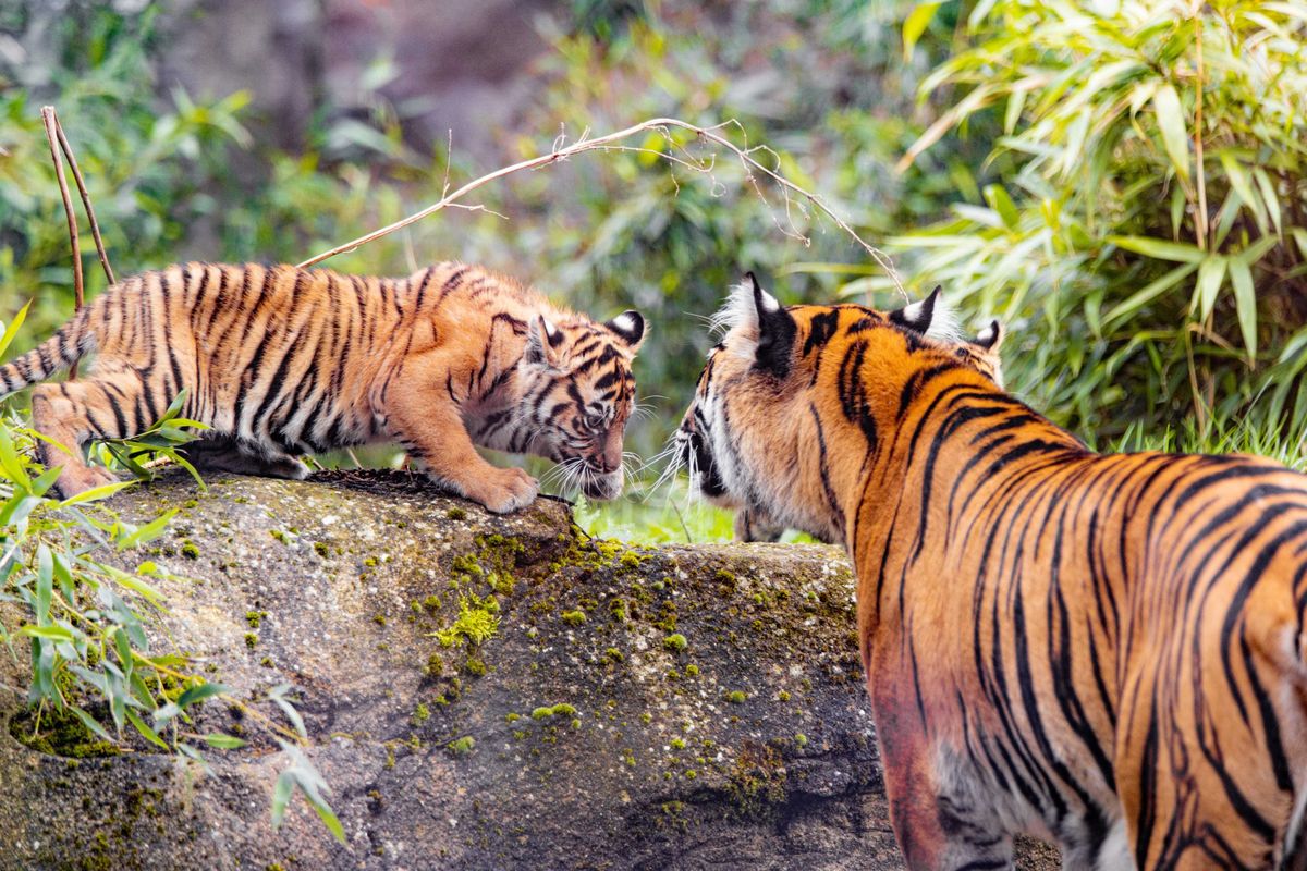 Mengapa Harimau Sumatera Dinyatakan sebagai Hewan yang Dilindungi di ...