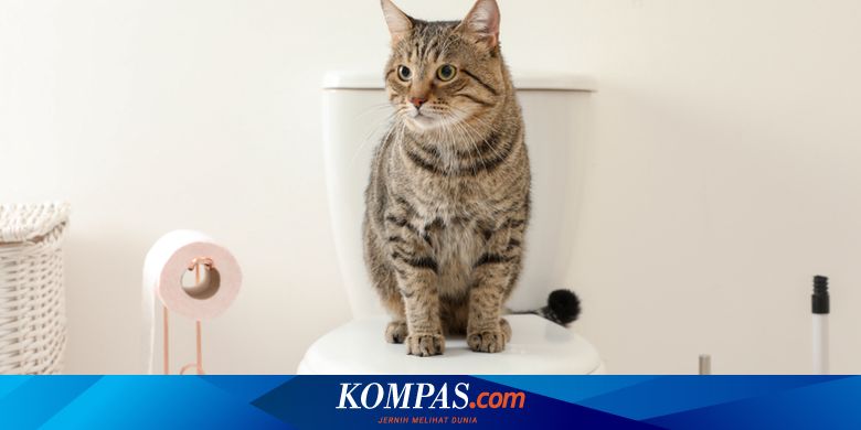 Apakah Kucing bisa Kentut?