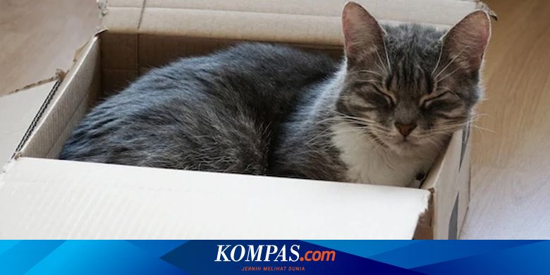 5 Alasan Mengapa Kucing Menyukai Kardus