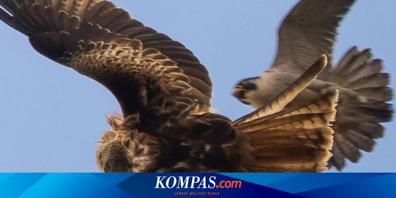 Daftar Burung Berumur Panjang