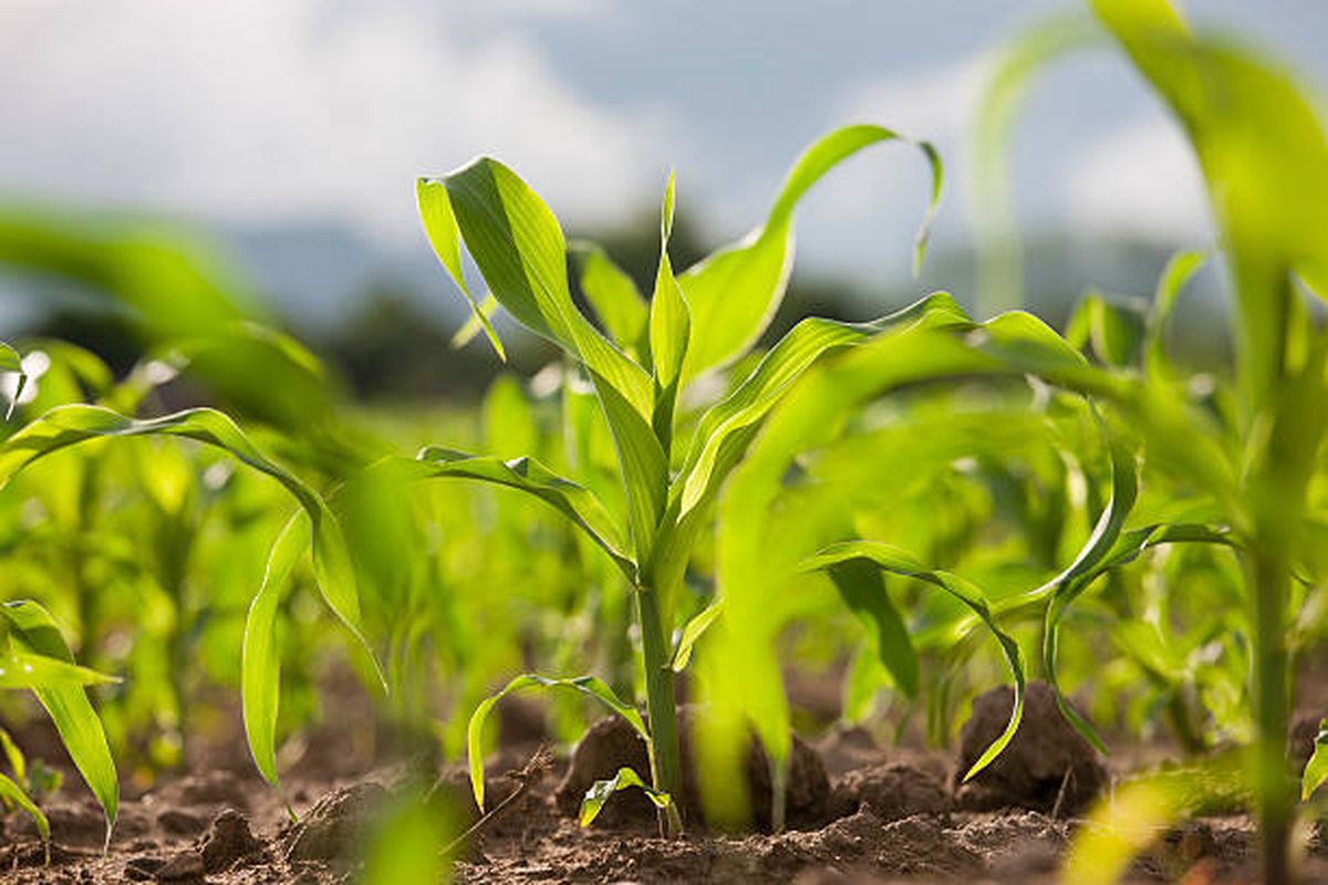 Organisme Autotrof: Pengertian, Jenis, dan Contohnya