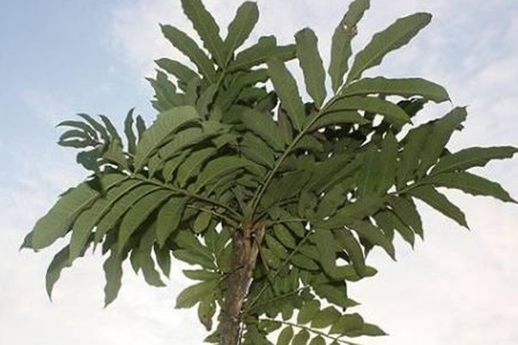 5 Manfaat Daun Sungkai untuk Kesehatan, Apa Saja?