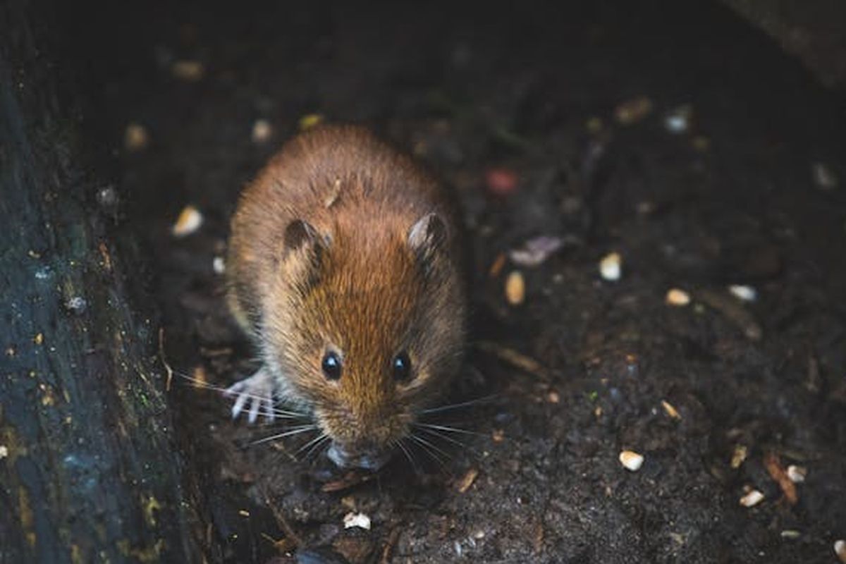 Cara Mudah Membedakan Kotoran Tikus dengan Cicak