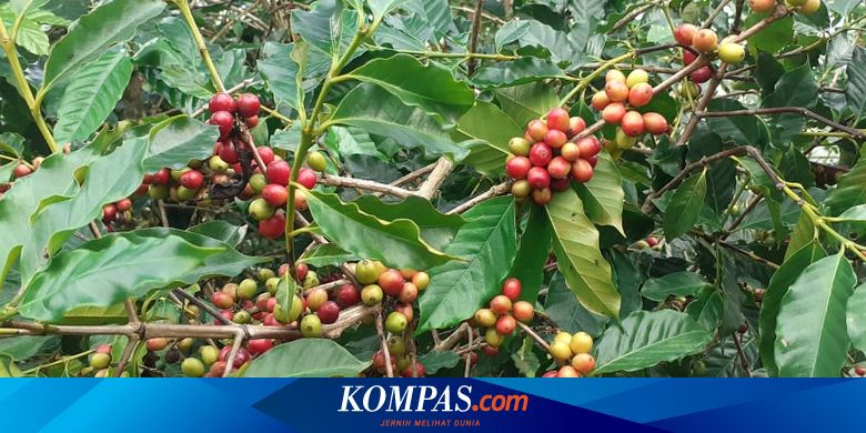 Mengapa Lokasi Tanam Kopi Indonesia Disebut Spesial?