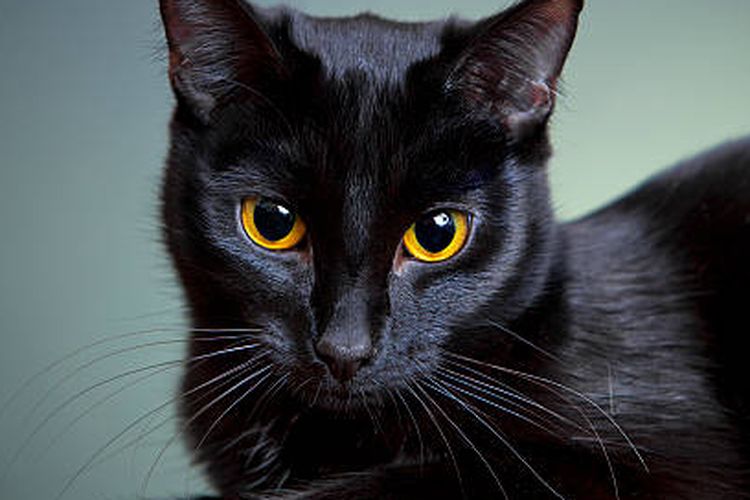 Bukan Pembawa Sial, Simak 7 Hal Menarik tentang Kucing Hitam