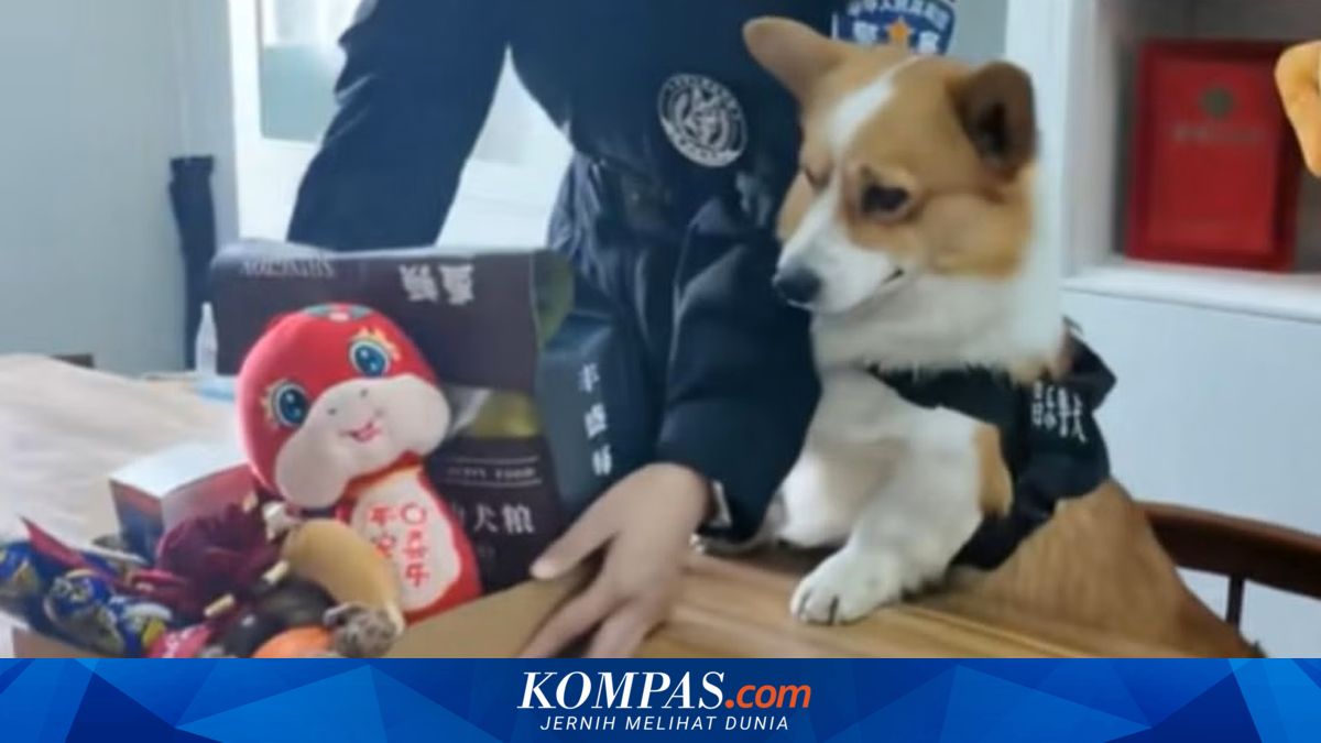 Anjing di China Fu Zai Kehilangan Bonus Gaji karena Tidur Saat Bertugas ...