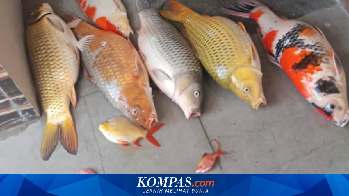 Listrik Padam 5 Jam di Cileungsi, Ikan Koi Rp 15 Juta Milik Warga Mati