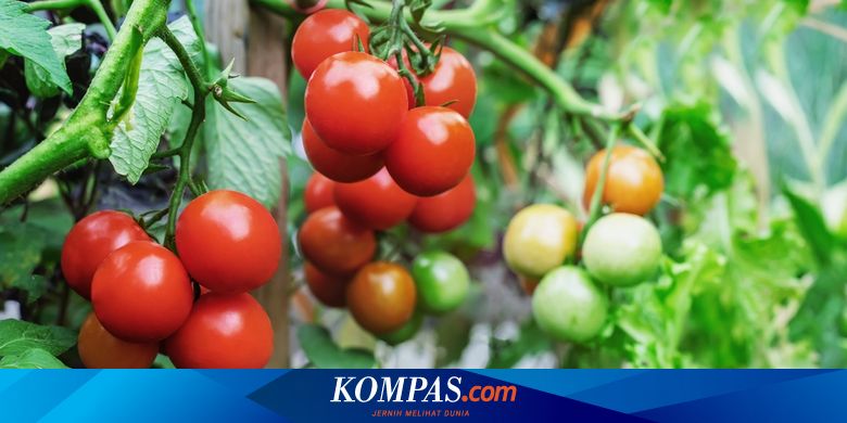 Inflasi Bulanan Juli 2025: Pangan Jadi Penyumbang Terbesar, BPS Soroti Kenaikan Beras dan Tomat