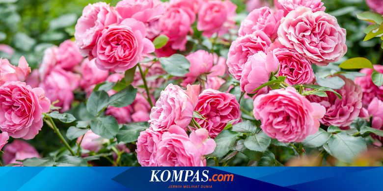 Cara Menanam dan Merawat Bunga Mawar untuk Pemula