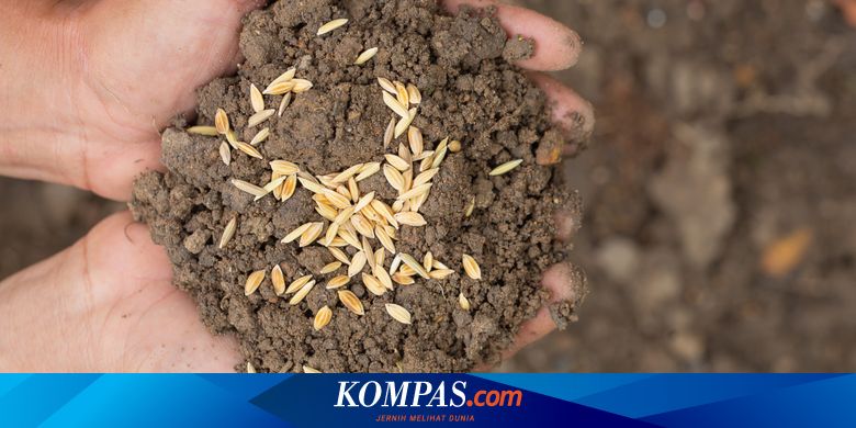 Mengenal Media Tanam Leca Ball dan Manfaatnya untuk Tanaman