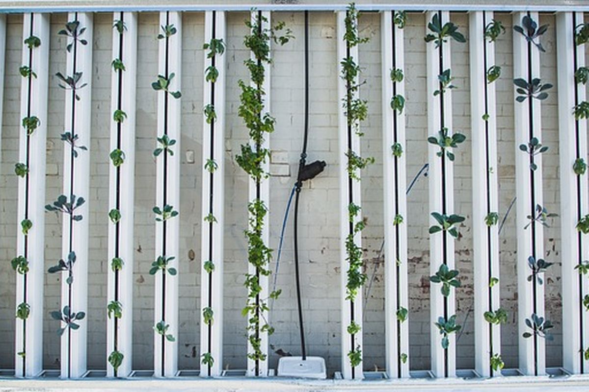 8 Contoh Tanaman Vertikultur, Mudah Ditanam dan Cepat Panen