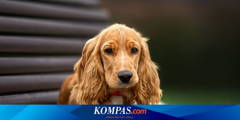 Anjing Peliharaan Baru Ratu Elizabeth, Bukan dari Ras Corgi