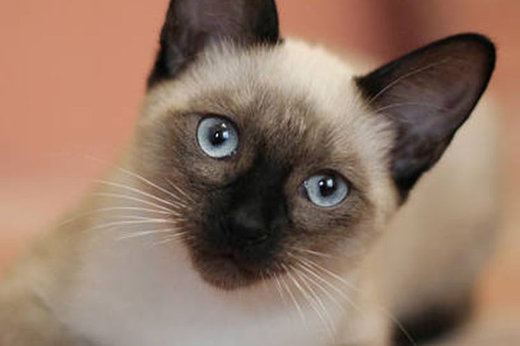Mengenal Ras Kucing Siam, Karakteristik dan Cara Perawatannya