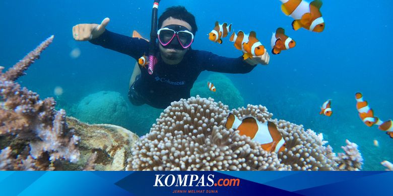 5 Perbedaan Snorkeling dan Scuba Diving, Ketahui Sebelum Mencoba