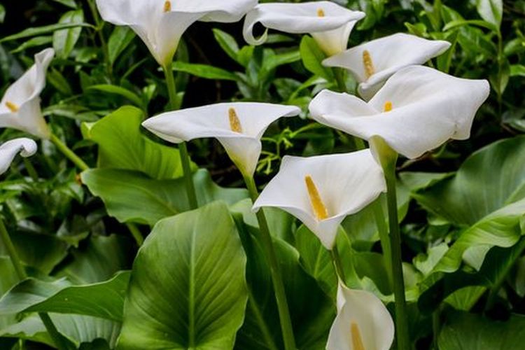 Makna Bunga Calla Lily Hitam yang Jadi Buket Pernikahan Luna Maya