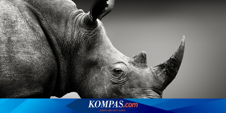 Apakah Cula Badak Bisa Tumbuh Lagi?