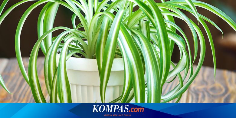 Lokasi Meletakkan Tanaman Laba-laba di Rumah Berdasarkan Feng Shui