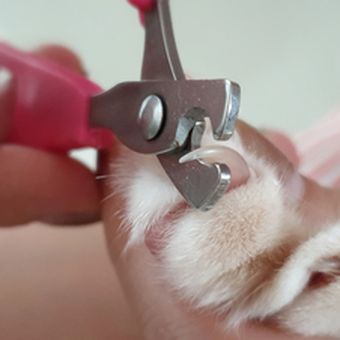 Cara Memotong Kuku Kucing dengan Aman