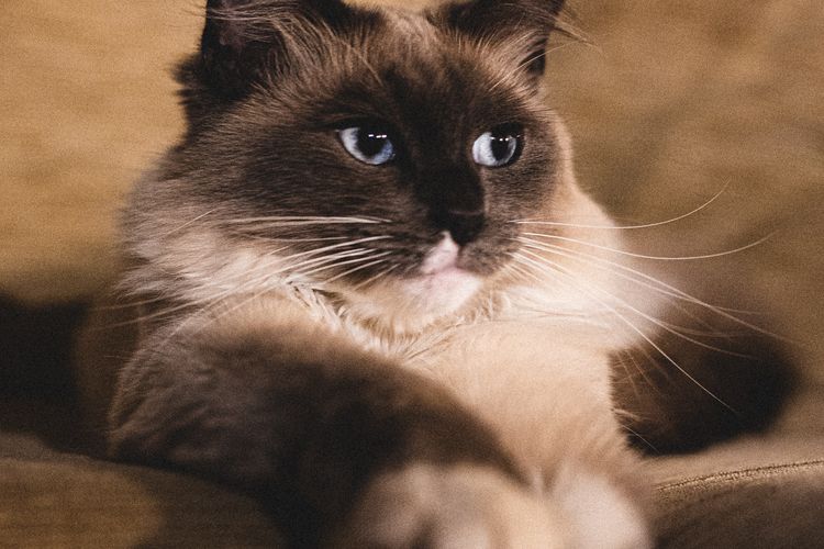 Mengenal Kucing Birman yang Ramah dan Menggemaskan