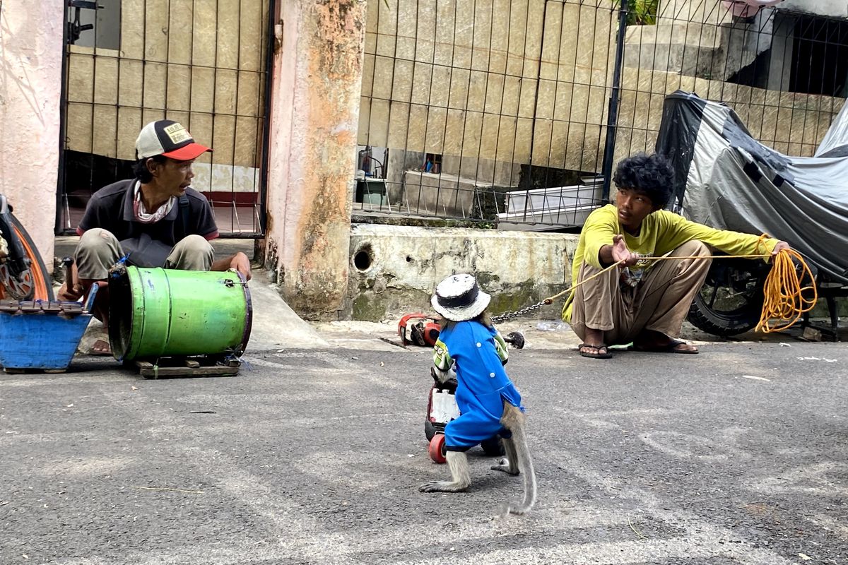 Bertahan di Tengah Larangan, Pengamen Topeng Monyet Masih Menyambung ...