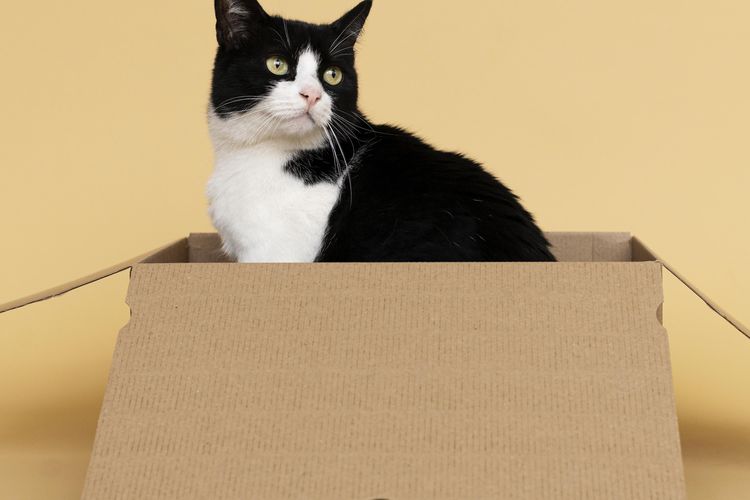 13 Fakta Menarik Kucing Tuksedo, Bisa Berenang dan Dianggap Bawa Hoki
