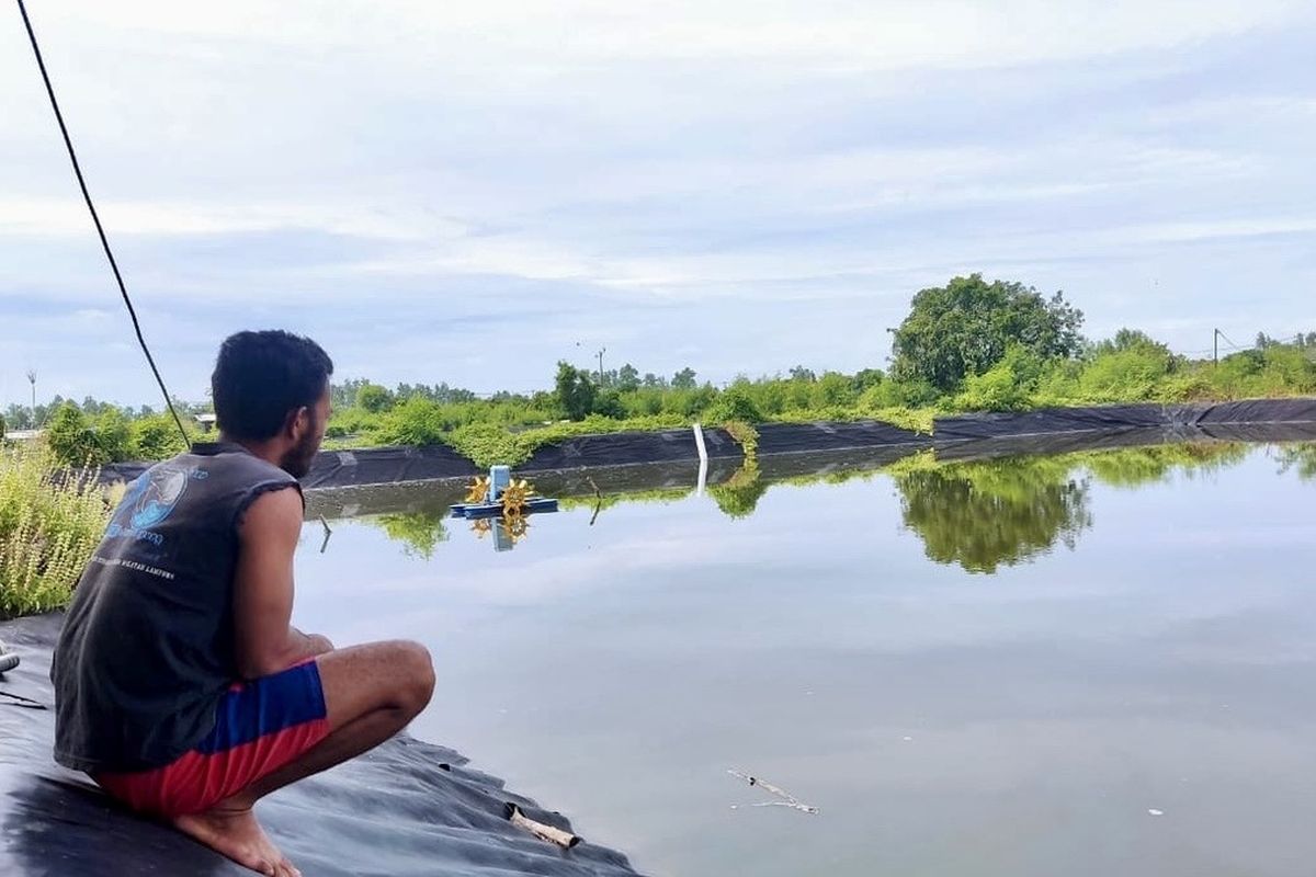 Udang Lampung Terdampak Isu Cesium-137, Harga Anjlok dan Petambak Merugi