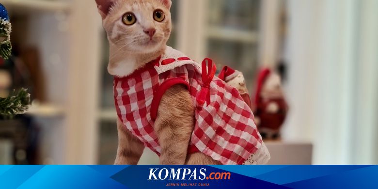 Mau Buka Usaha Baju Anjing dan Kucing? Siapkan Modal Segini