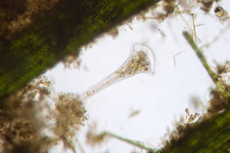 Foto : 10 Jenis Pakan Alami pada Budidaya Ikan Konsumsi Halaman 7