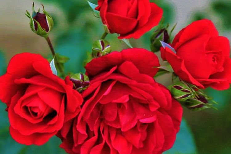 4 Manfaat Menanam Bunga Mawar di Taman Rumah