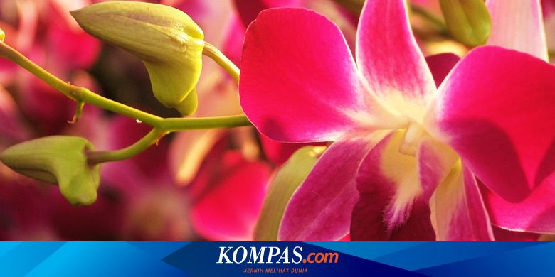 Makna di Balik Warna Bunga Anggrek, Cinta hingga Keberanian