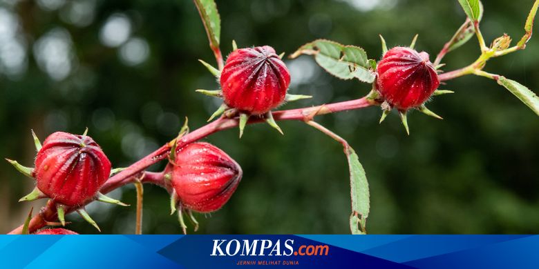 7 Bunga yang Bisa Dimakan, Bikin Makanan dan Minuman Lebih Sedap