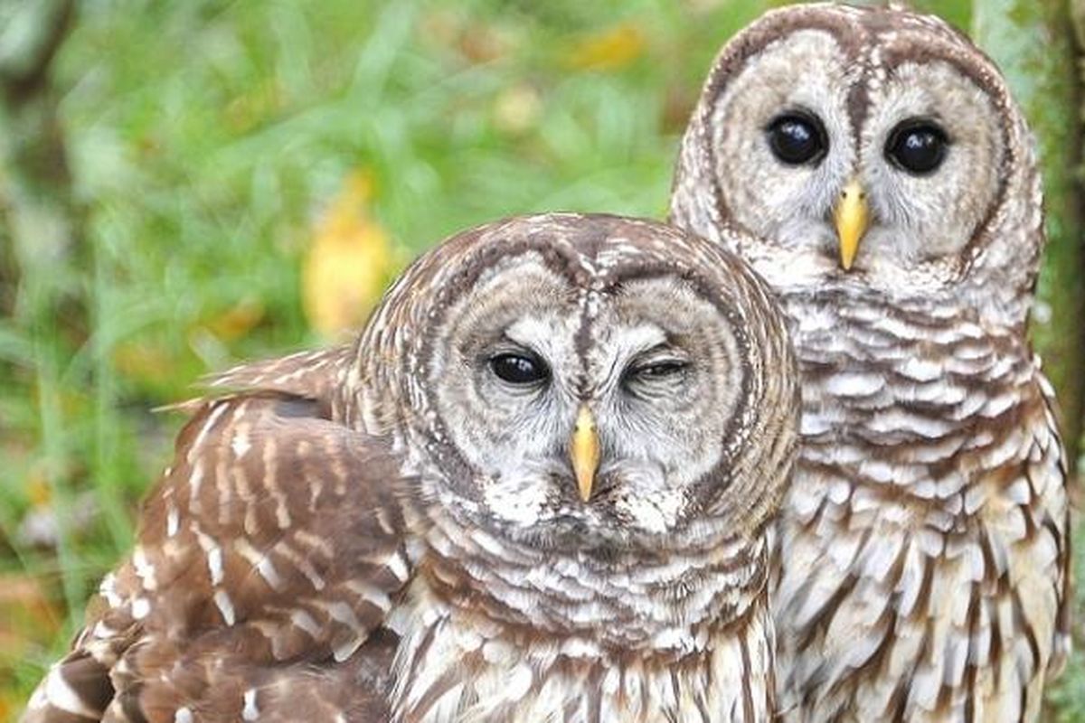 Fakta Unik Burung Hantu, Ternyata Jago Berenang