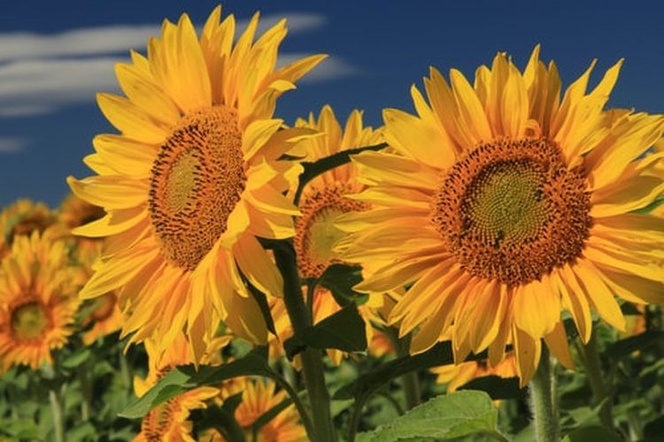 Ragam Hal yang Perlu Diketahui Tentang Bunga Matahari