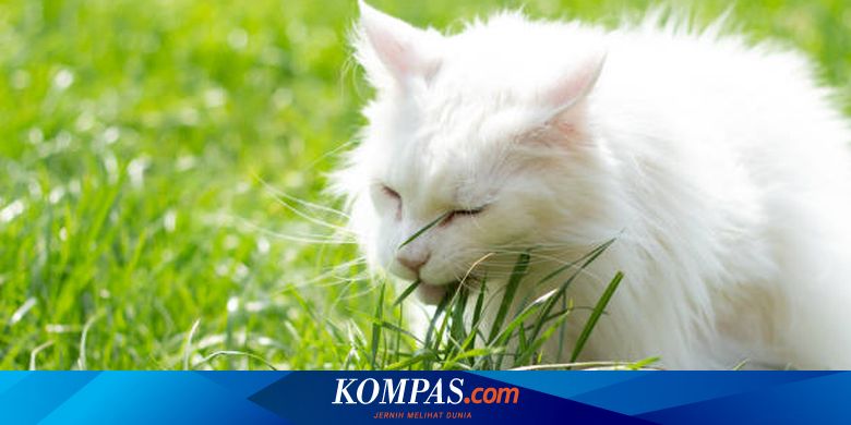 5 Alasan Mengapa Kucing Memakan Rumput, Apa Saja?