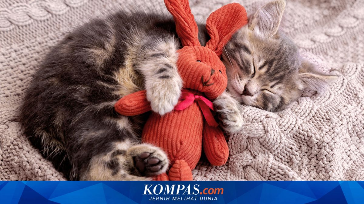 Kucing Mendengkur Saat Tidur, Normal atau Bahaya?