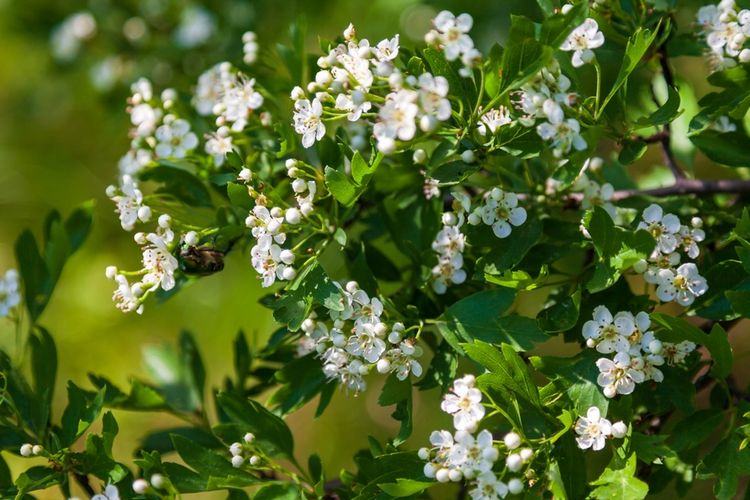 5 Pohon Berbunga Cantik yang Bisa Ditanam di Halaman Rumah