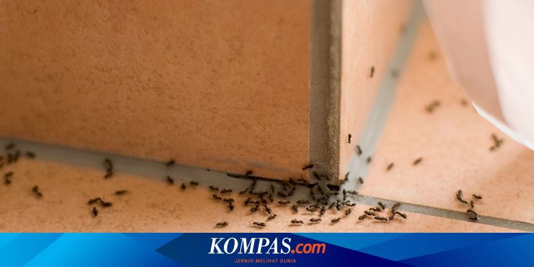 4 Cara Mengetahui Adanya Sarang Semut di Rumah