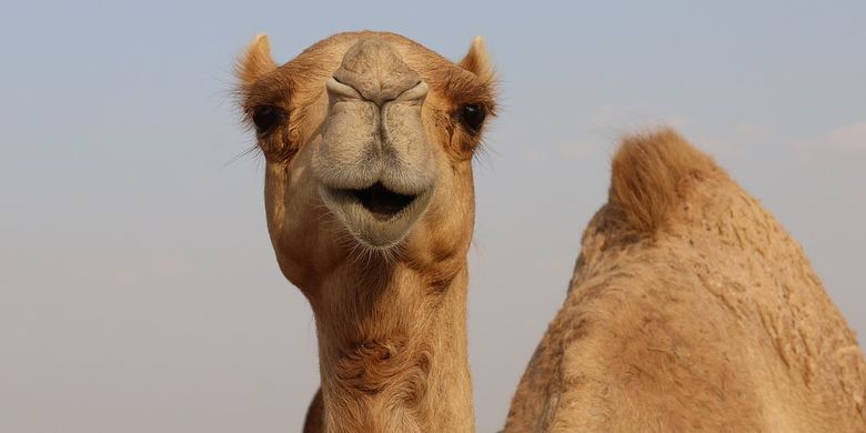 Apa Fungsi Bulu Mata Panjang pada Unta?